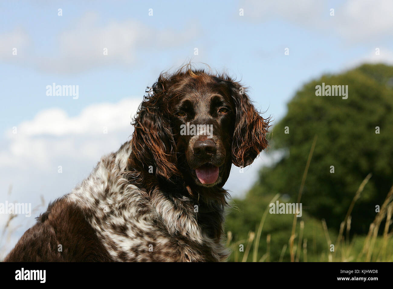 Large munsterlander dog hi-res stock photography and images - Alamy