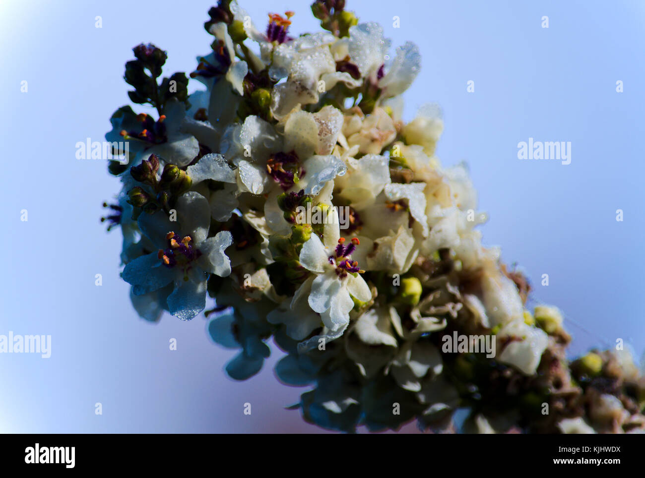 Verbascum or giant mullein flowers Stock Photo - Alamy