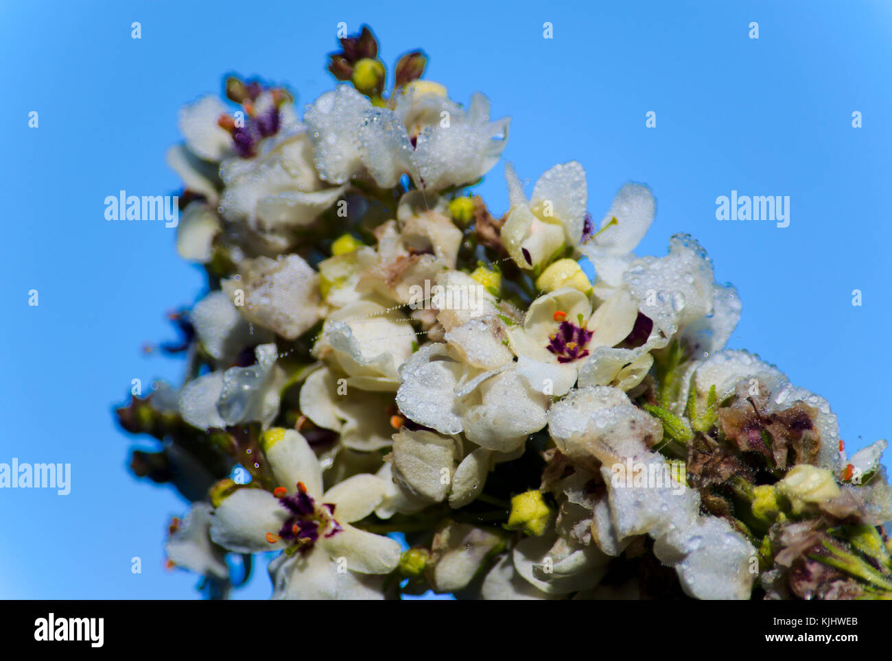 Verbascum or giant mullein flowers Stock Photo - Alamy