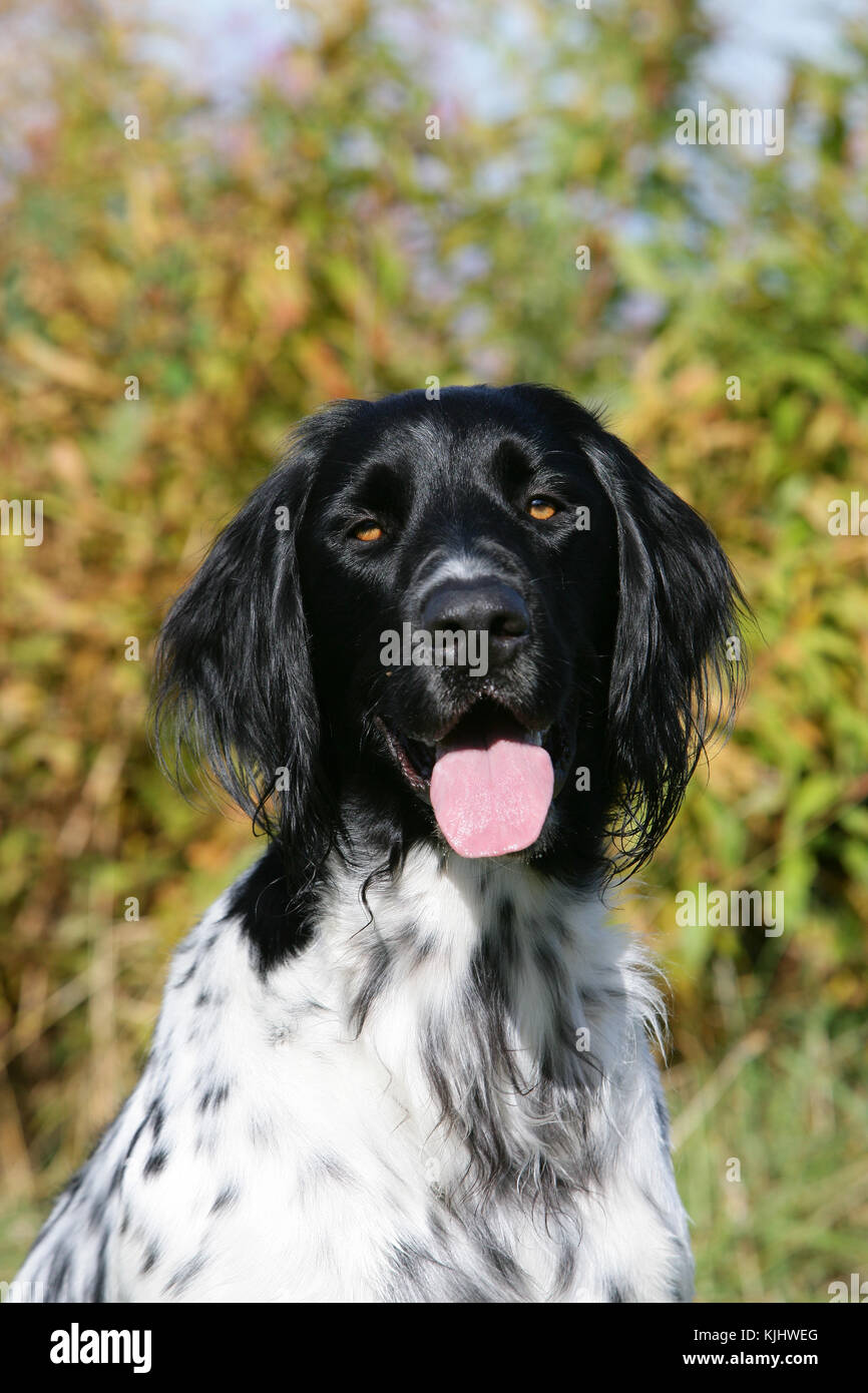Portrait spaniel hi-res stock photography and images - Alamy