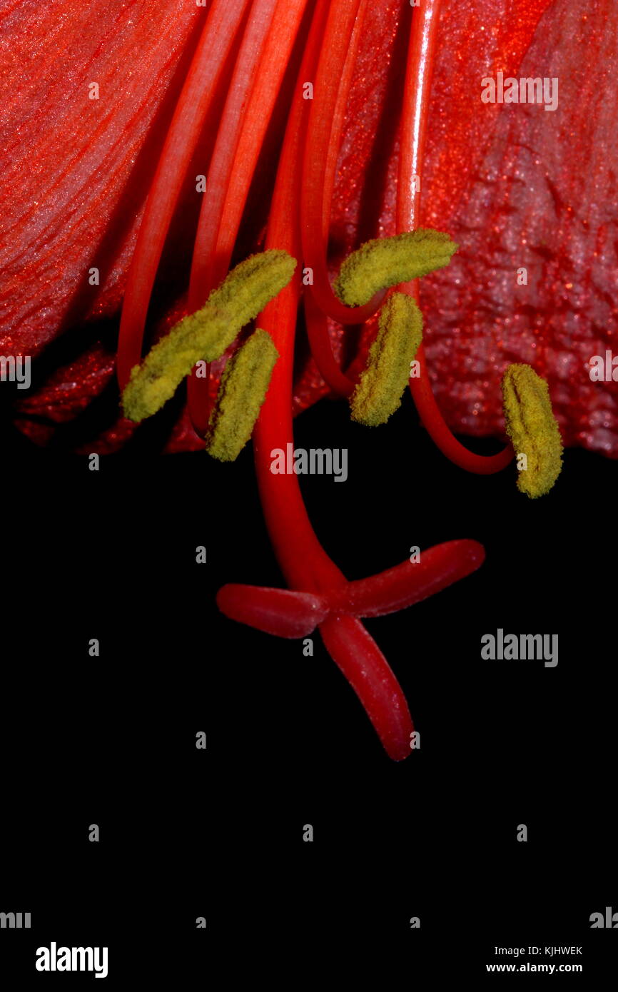 Amaryllis bloom close-up Stock Photo - Alamy
