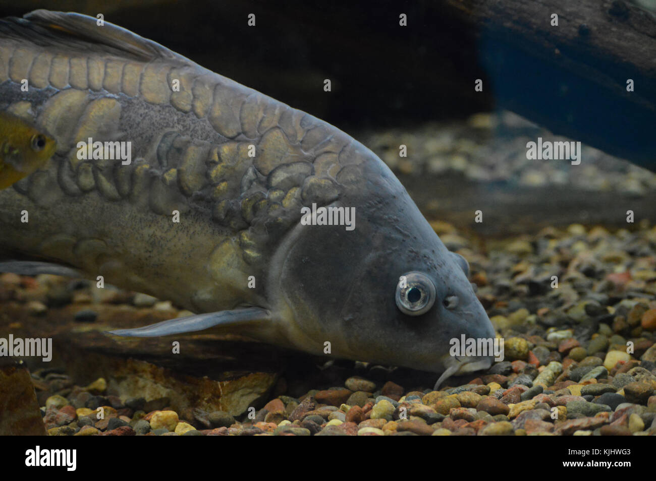 Carp fish in the water Stock Photo - Alamy