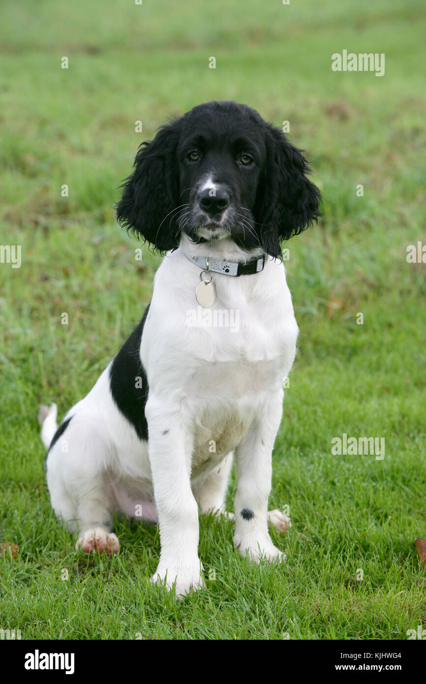 Are Large Munsterlander Puppies Lazy