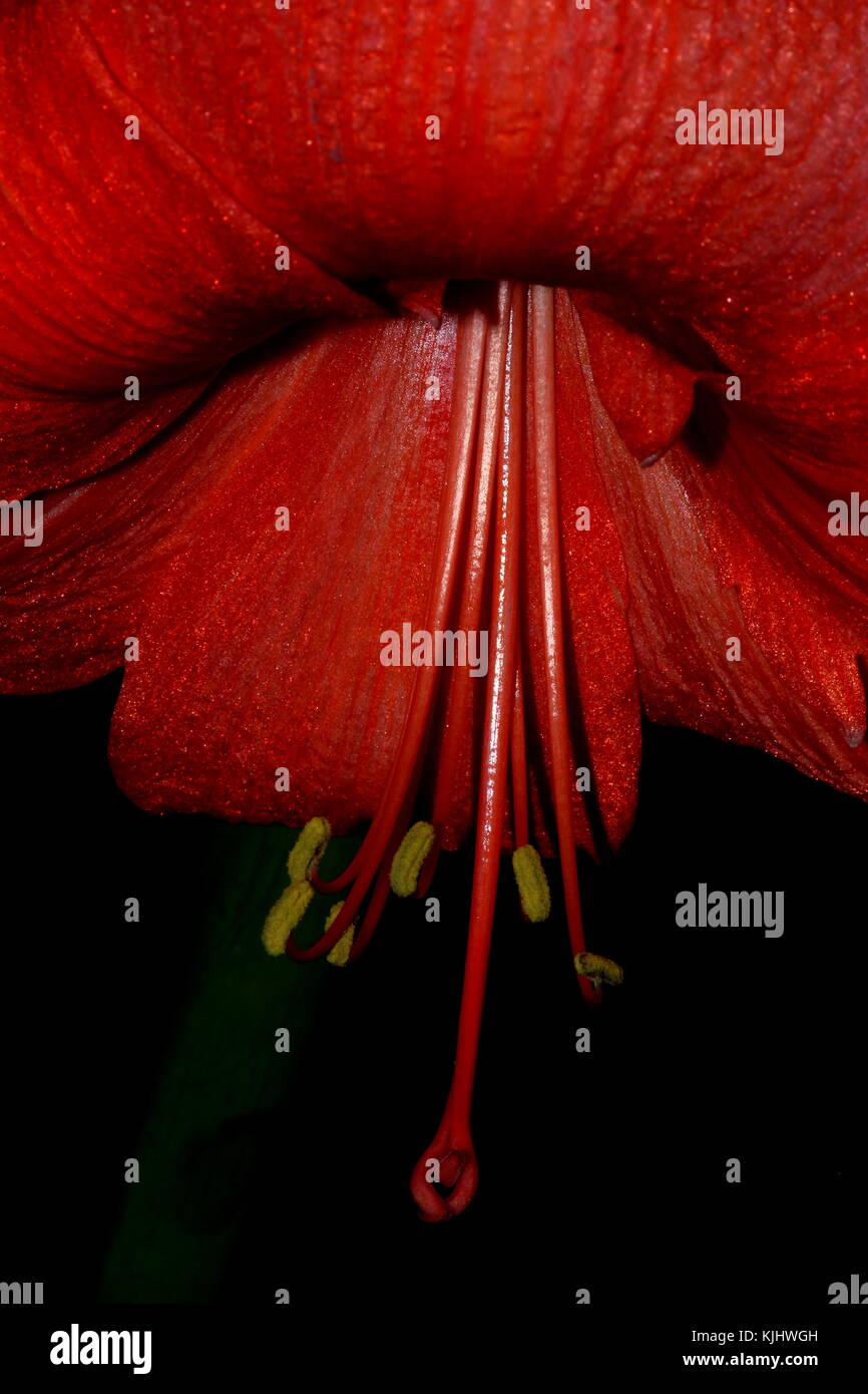 Amaryllis bloom close-up Stock Photo - Alamy