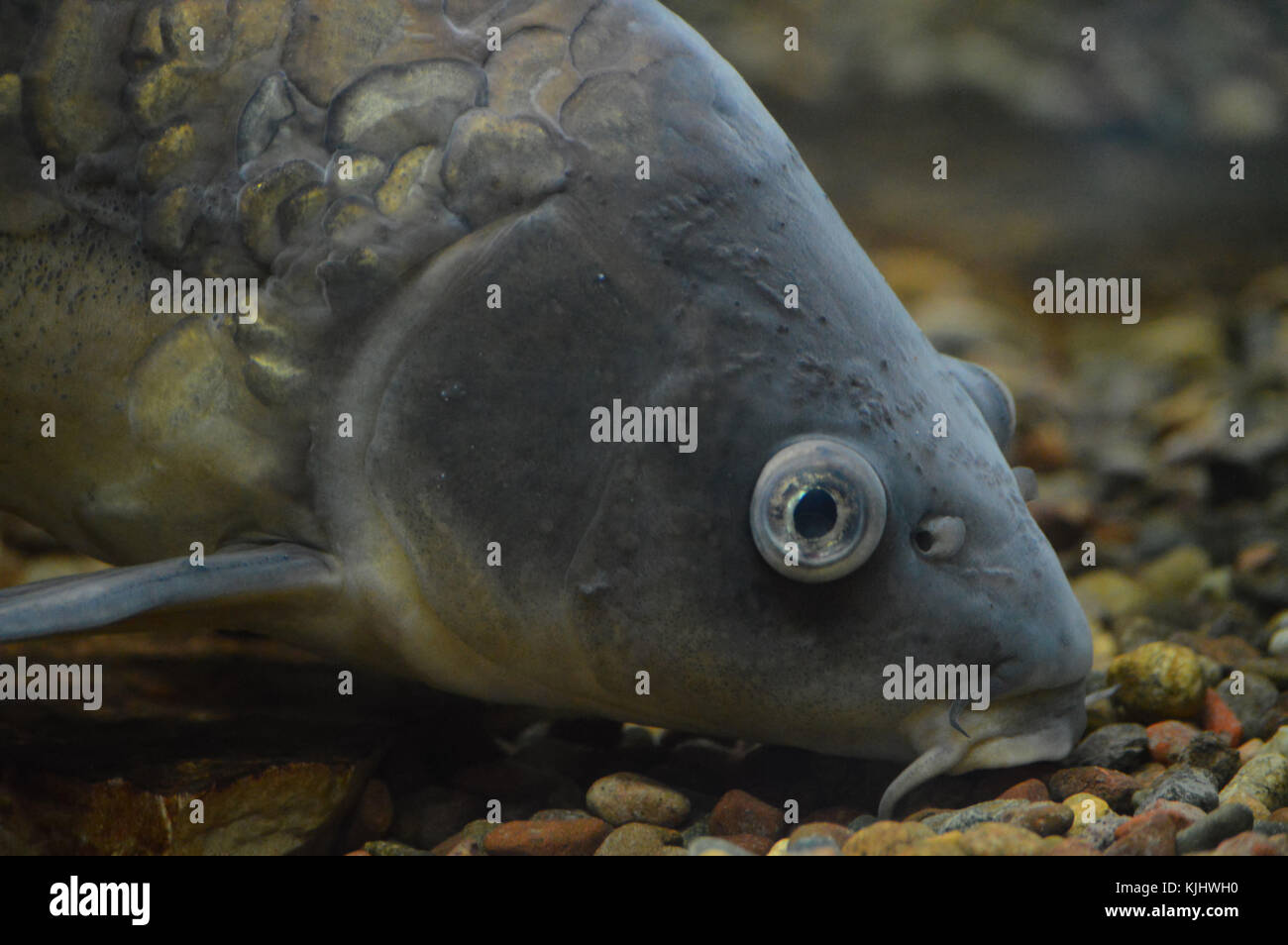 Carp fish in the water Stock Photo - Alamy