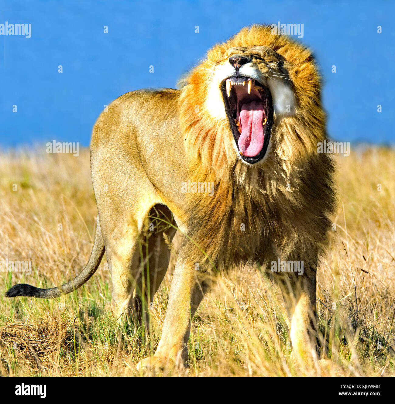 Roaring lion portrait hi-res stock photography and images - Alamy
