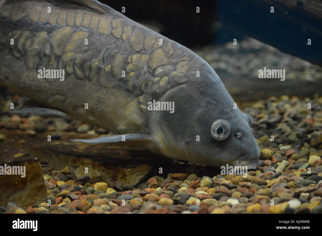Cabazon Fish Filleting