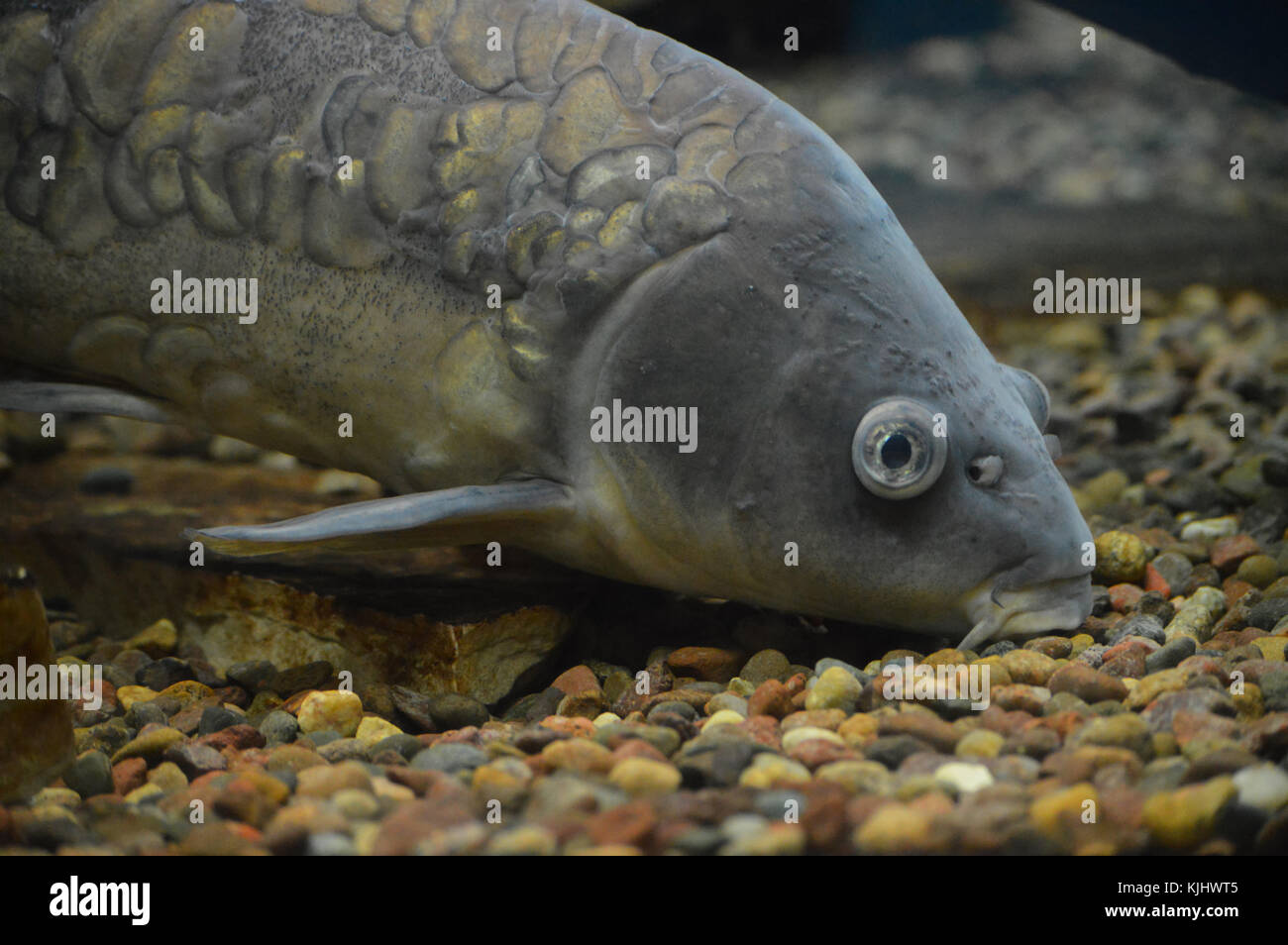 Carp fish in the water Stock Photo - Alamy