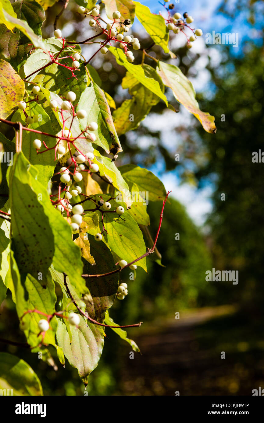 Sorbus white berries hi-res stock photography and images - Alamy