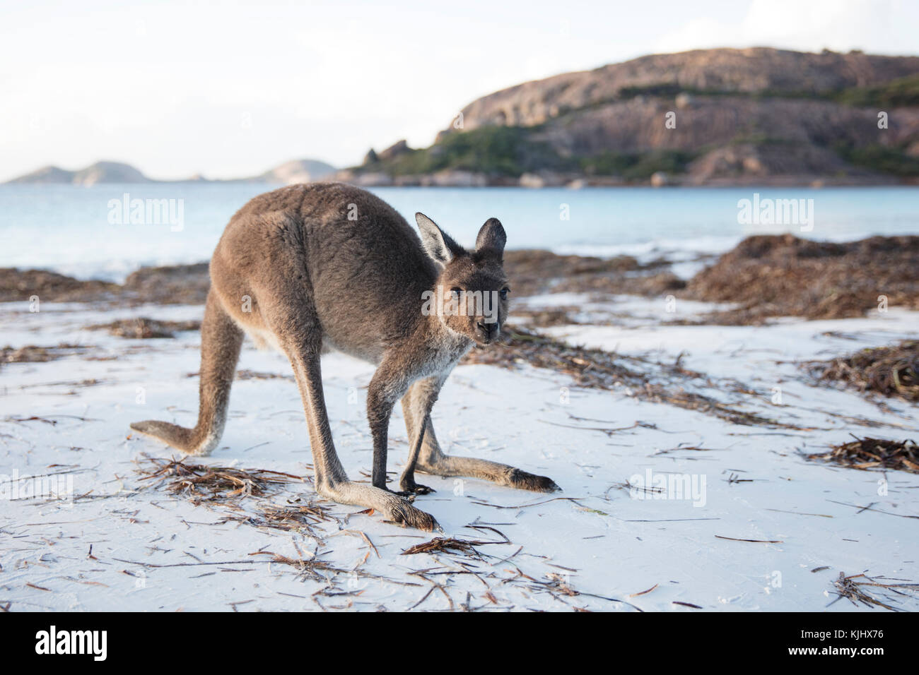 Kangaroo on the beach, Esperance, Western Australia, Australia Stock ...