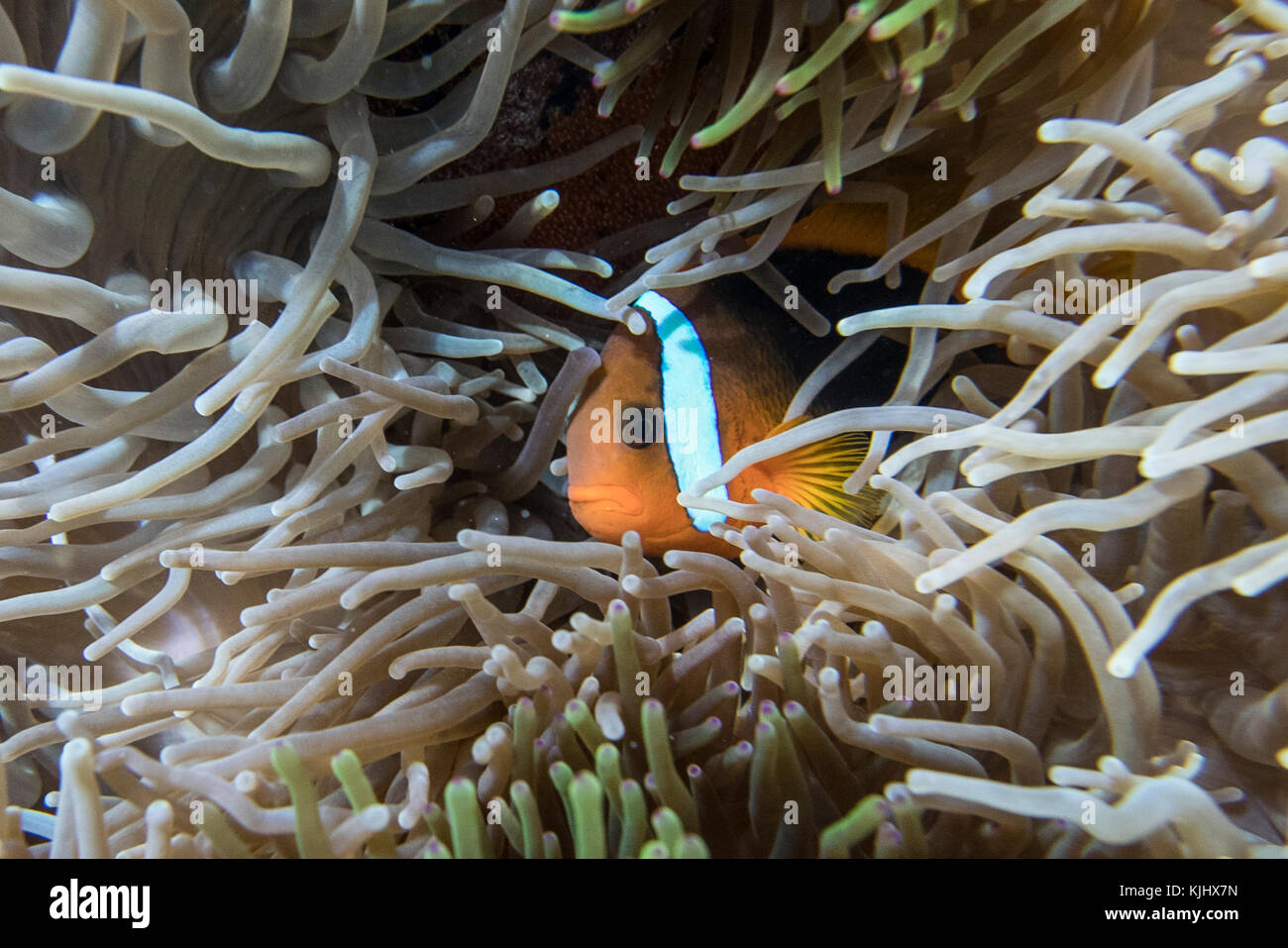 Great barrier reef fish hi-res stock photography and images - Alamy