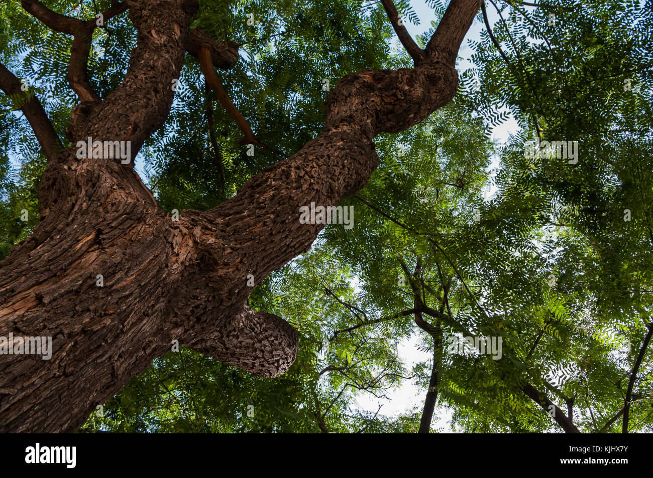 Huge old tree hi-res stock photography and images - Alamy