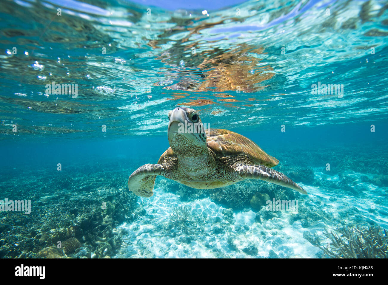 Lady elliot island marine life hi-res stock photography and images - Alamy