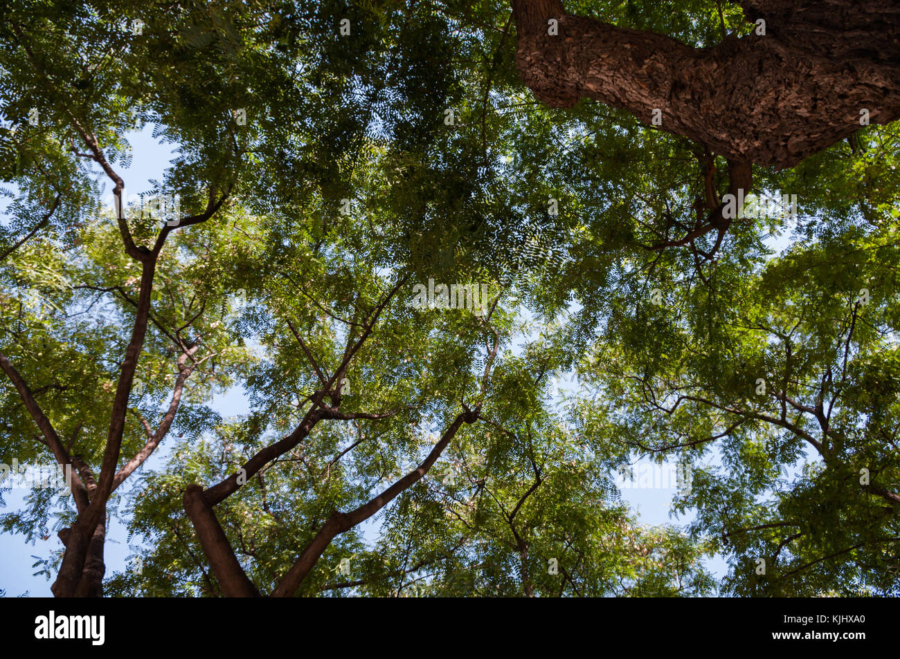Huge older tree hi-res stock photography and images - Alamy