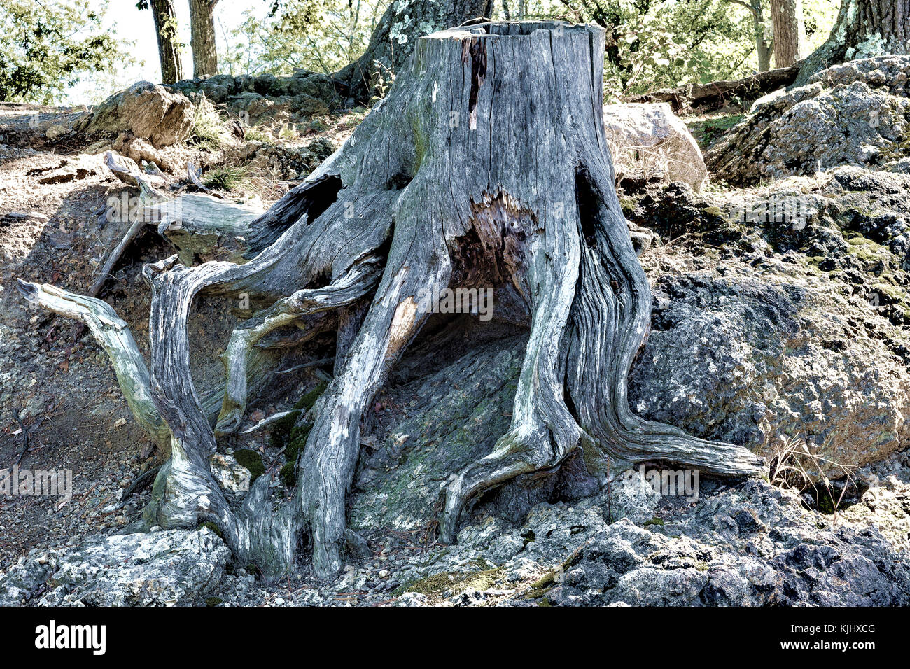 Octopus tree hi-res stock photography and images - Alamy