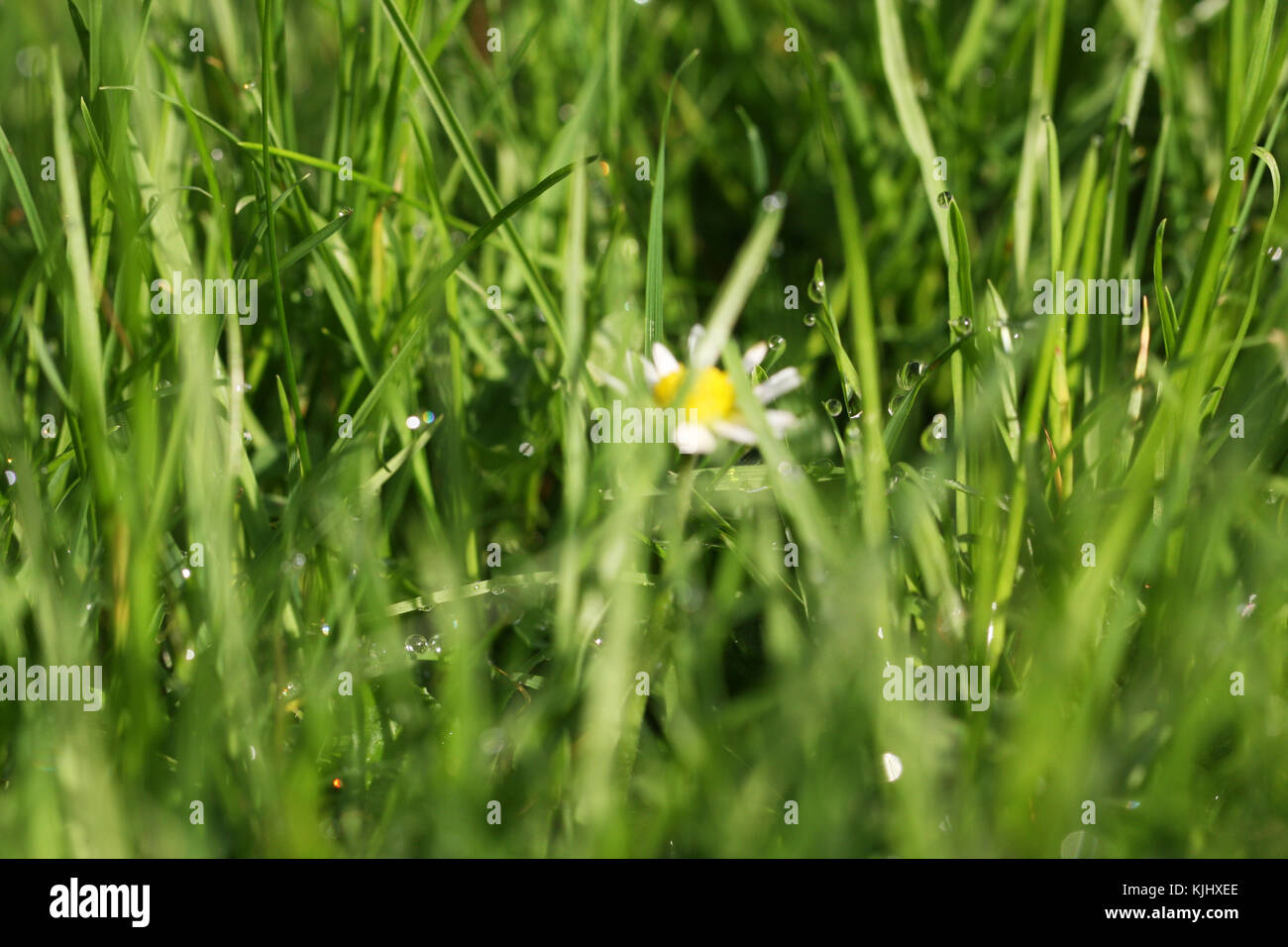 Daisy in the grass Stock Photo - Alamy