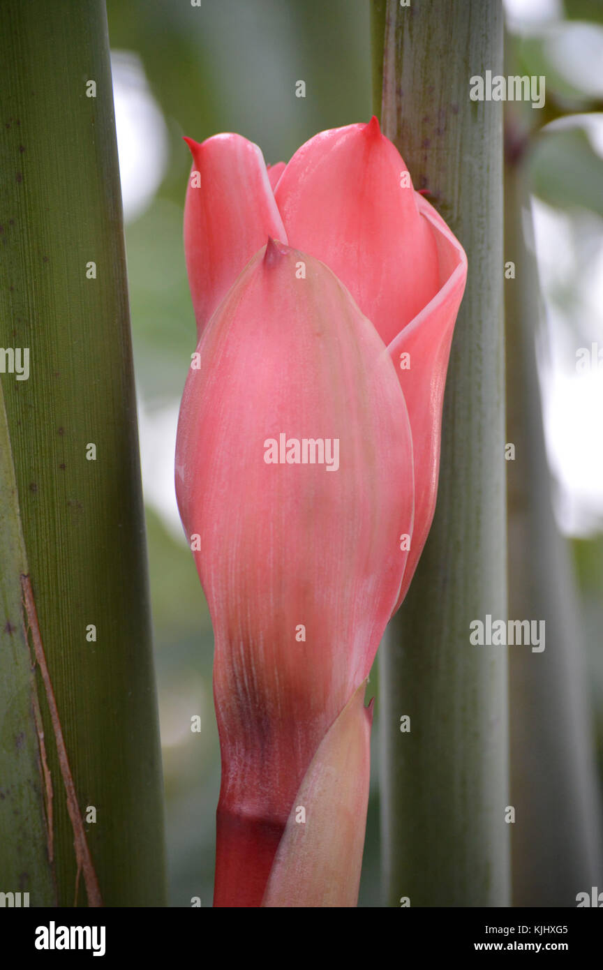 Red Torch Ginger Stock Photo - Alamy