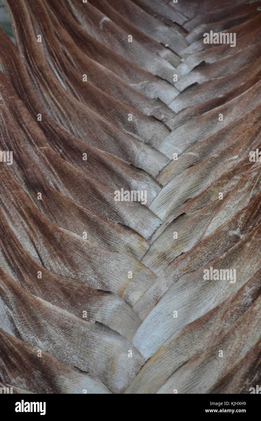 Palm frond background Stock Photo - Alamy