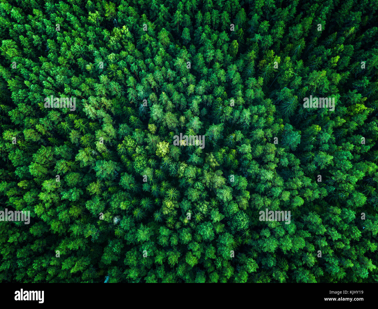 Green Forest, view from above, top view, toned Stock Photo - Alamy