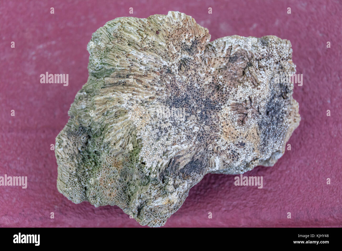 Limestone coral hi-res stock photography and images - Alamy