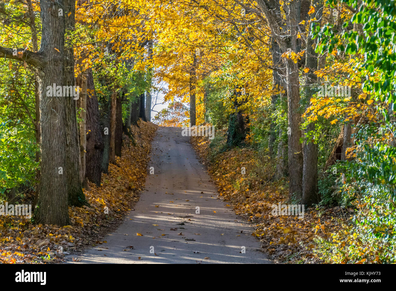Colorful Autumn trees on a rural road in America Stock Photo - Alamy
