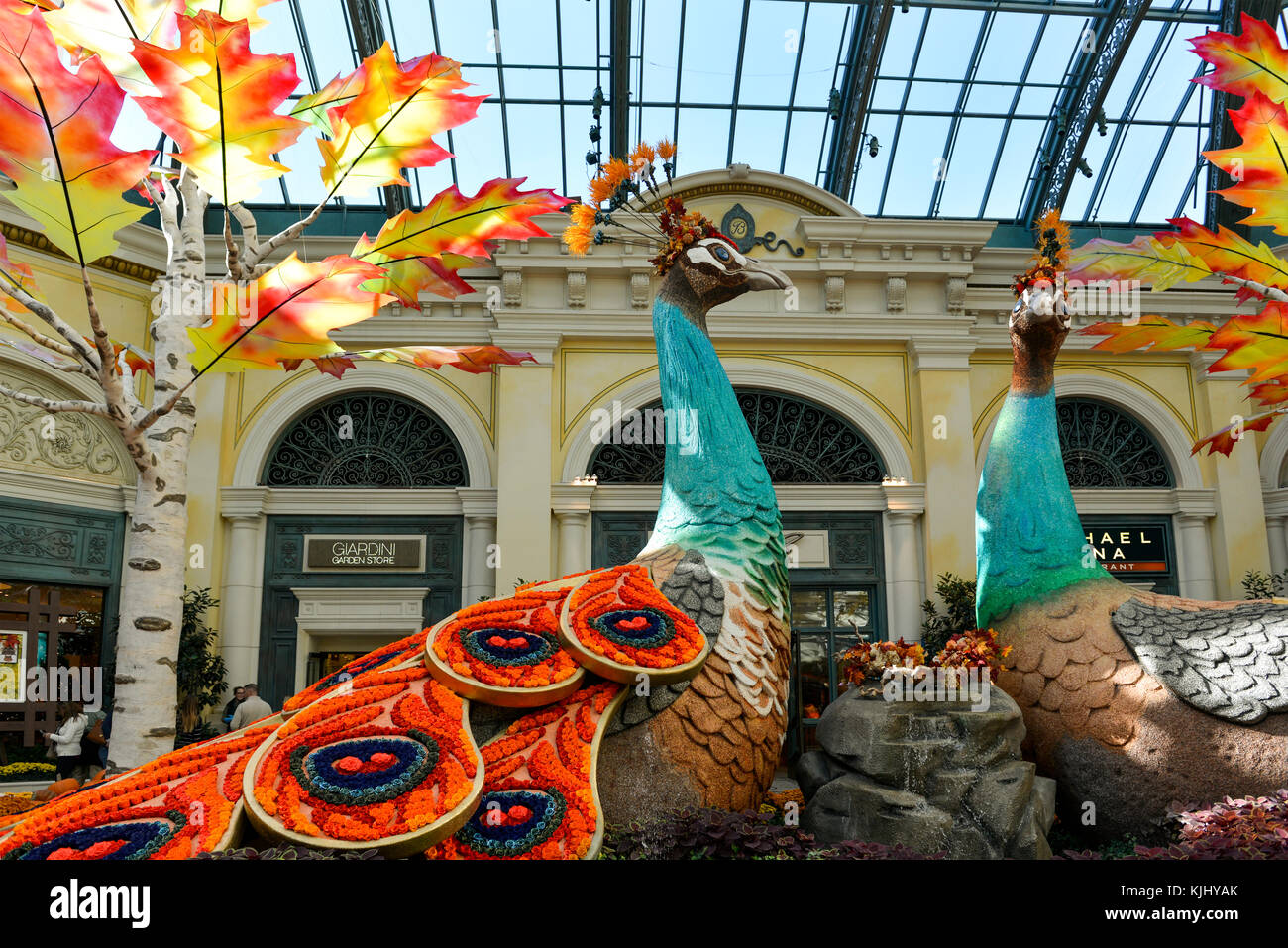 This pair of peacocks take center stage in the rotunda at the Bellagio ...