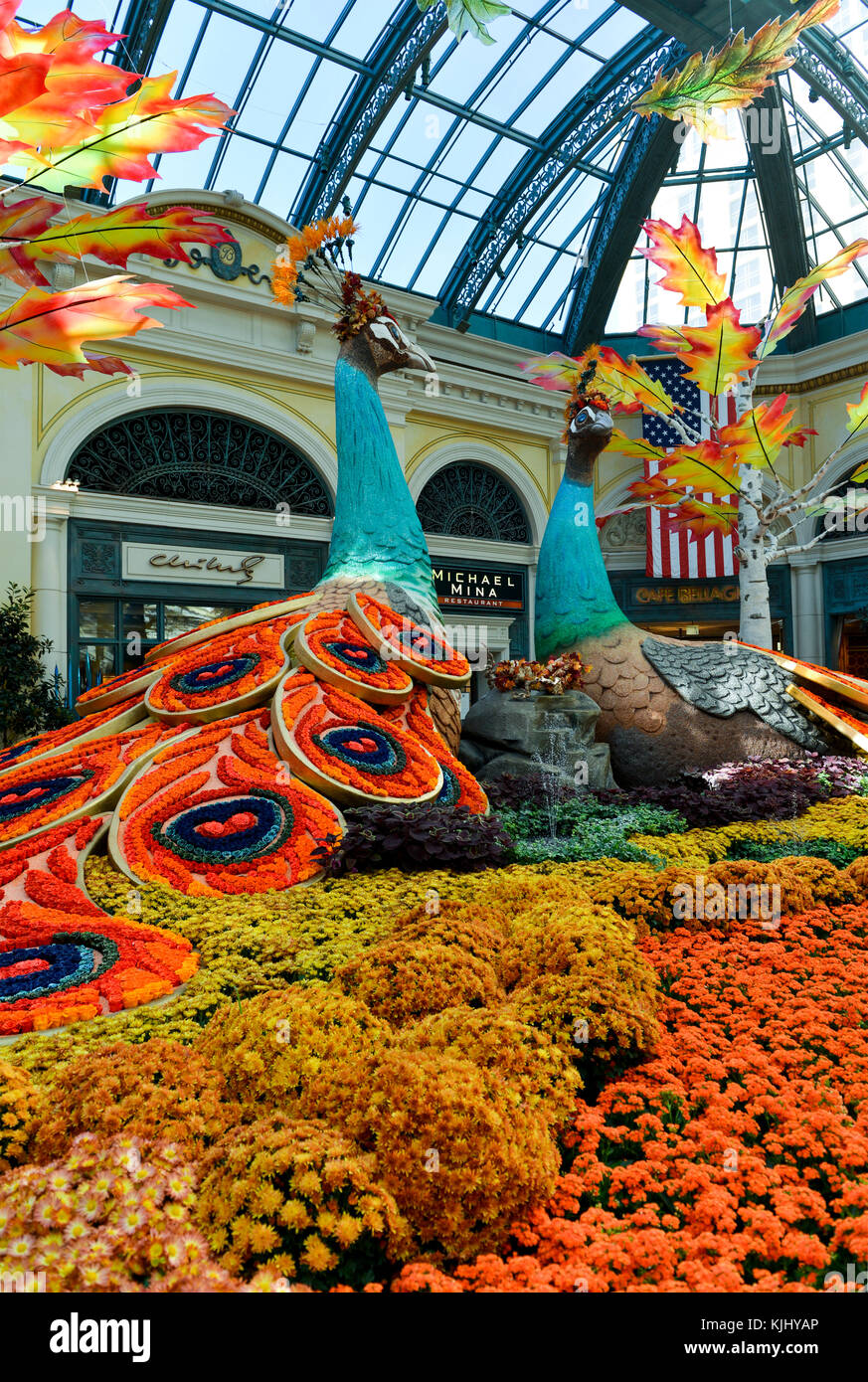 This pair of peacocks take center stage in the rotunda at the Bellagio ...