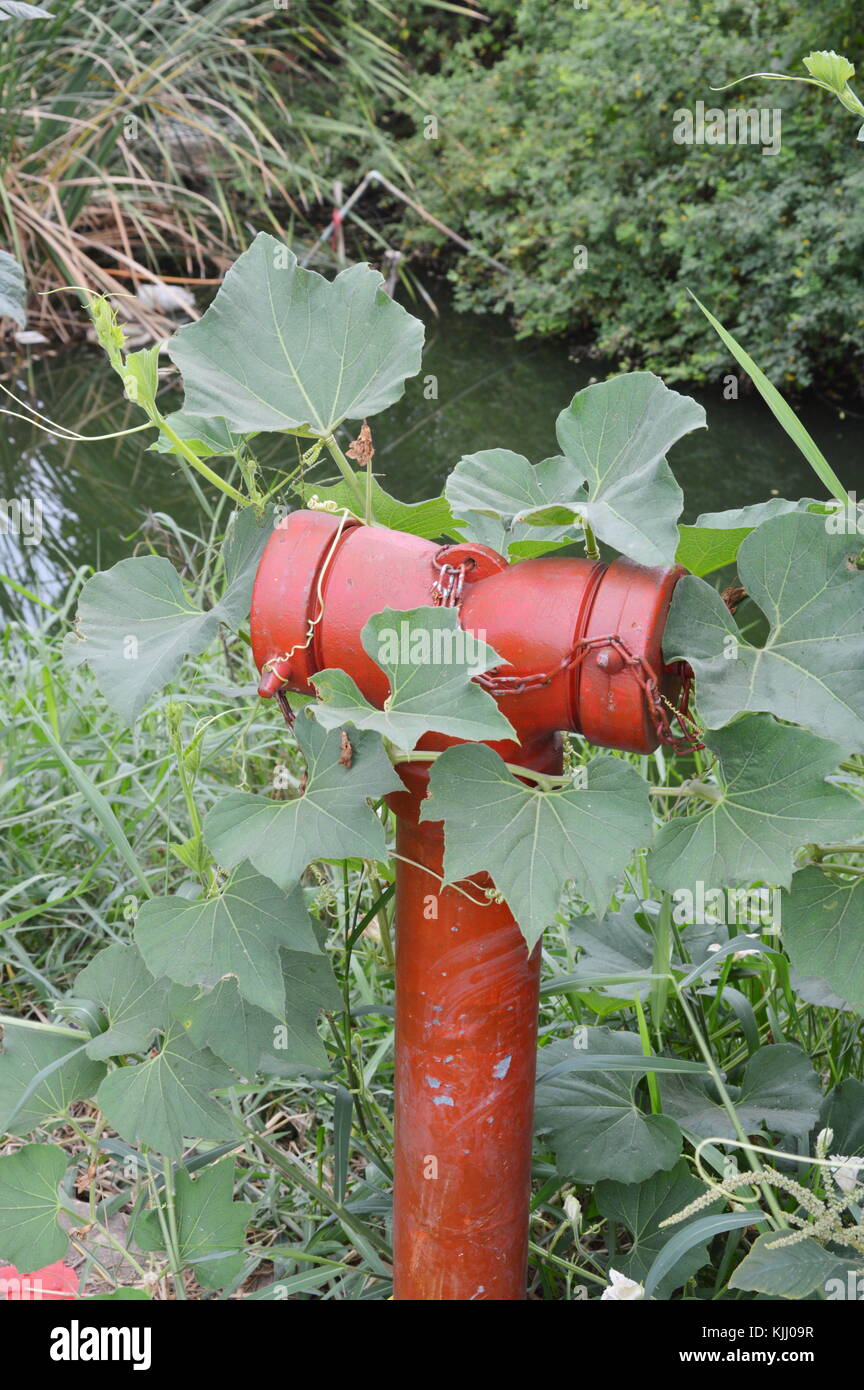 red fire hydrant cover by weed Stock Photo - Alamy