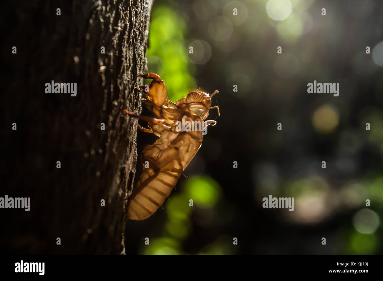 Cicada larvae on an evening tree in Surat Thani Thailand Stock Photo ...