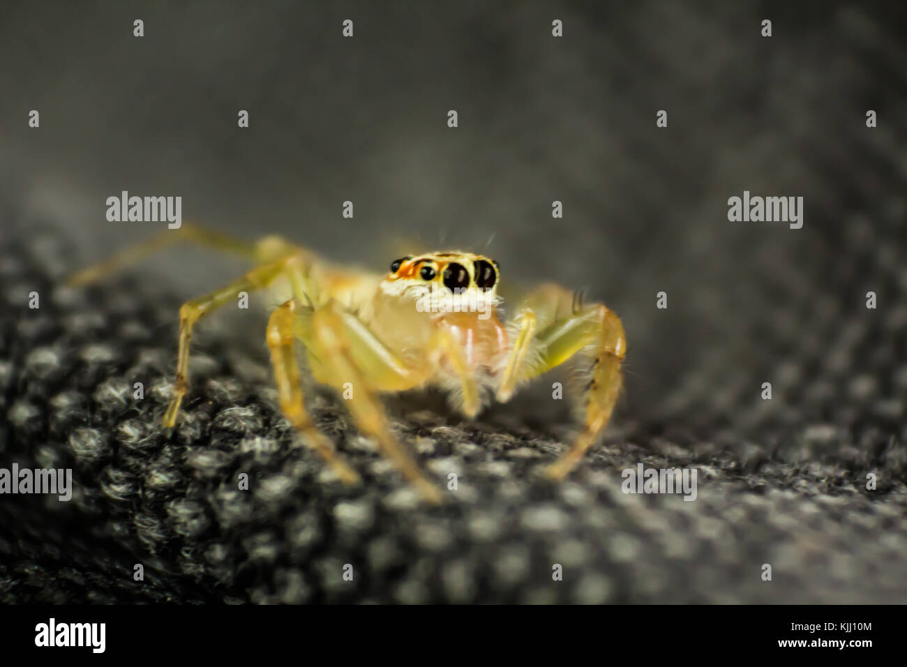 Spiders in thailand hi-res stock photography and images - Alamy