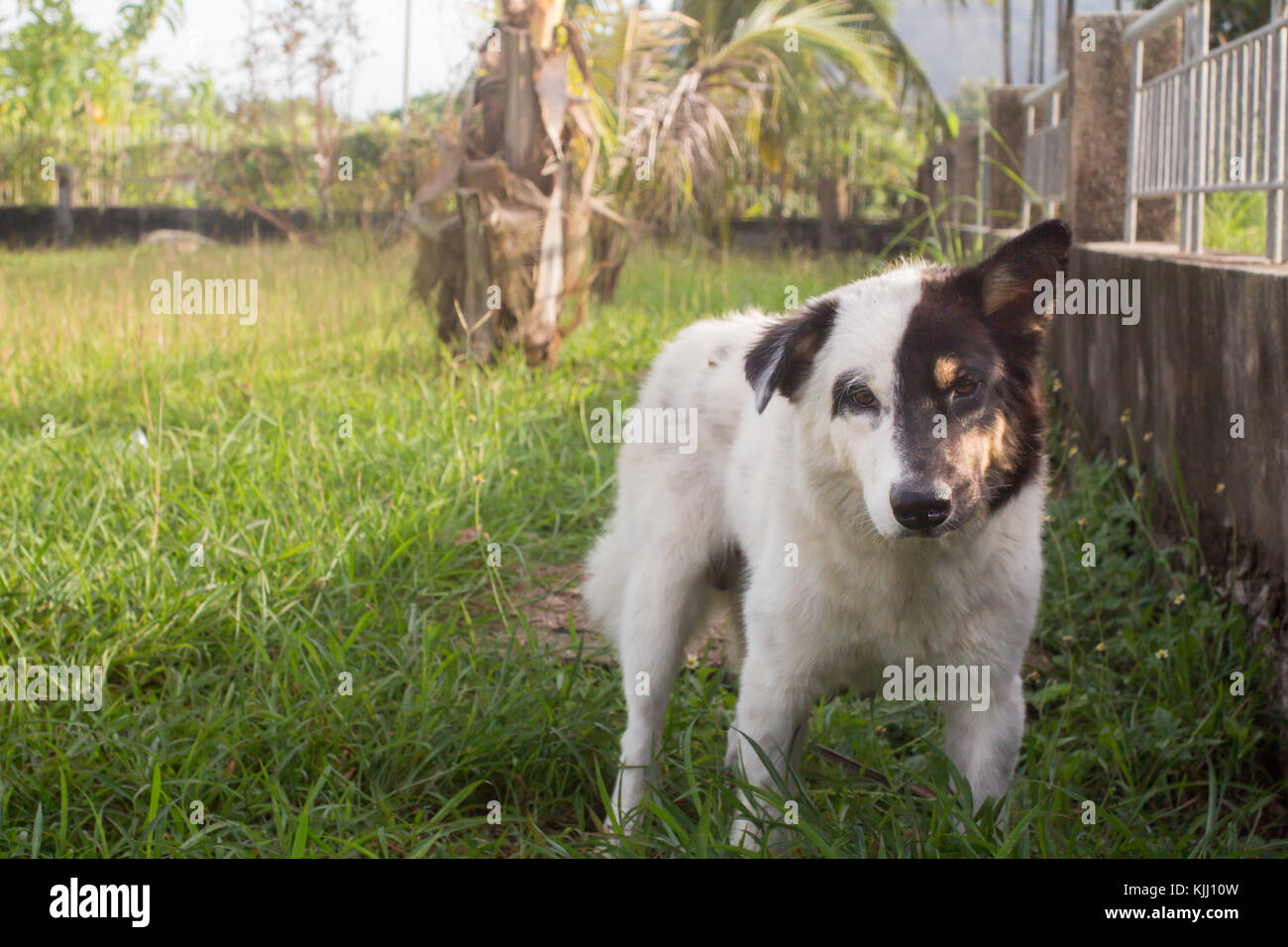 My dog is running in front of a garden house in Phuket, Thailand Stock ...