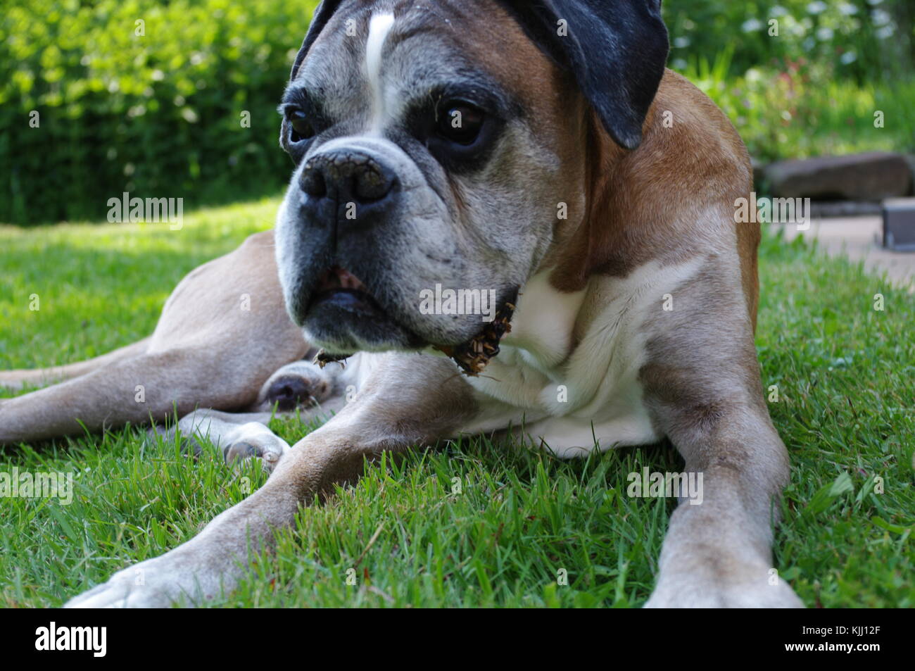 Dog boxer nose hi-res stock photography and images - Alamy