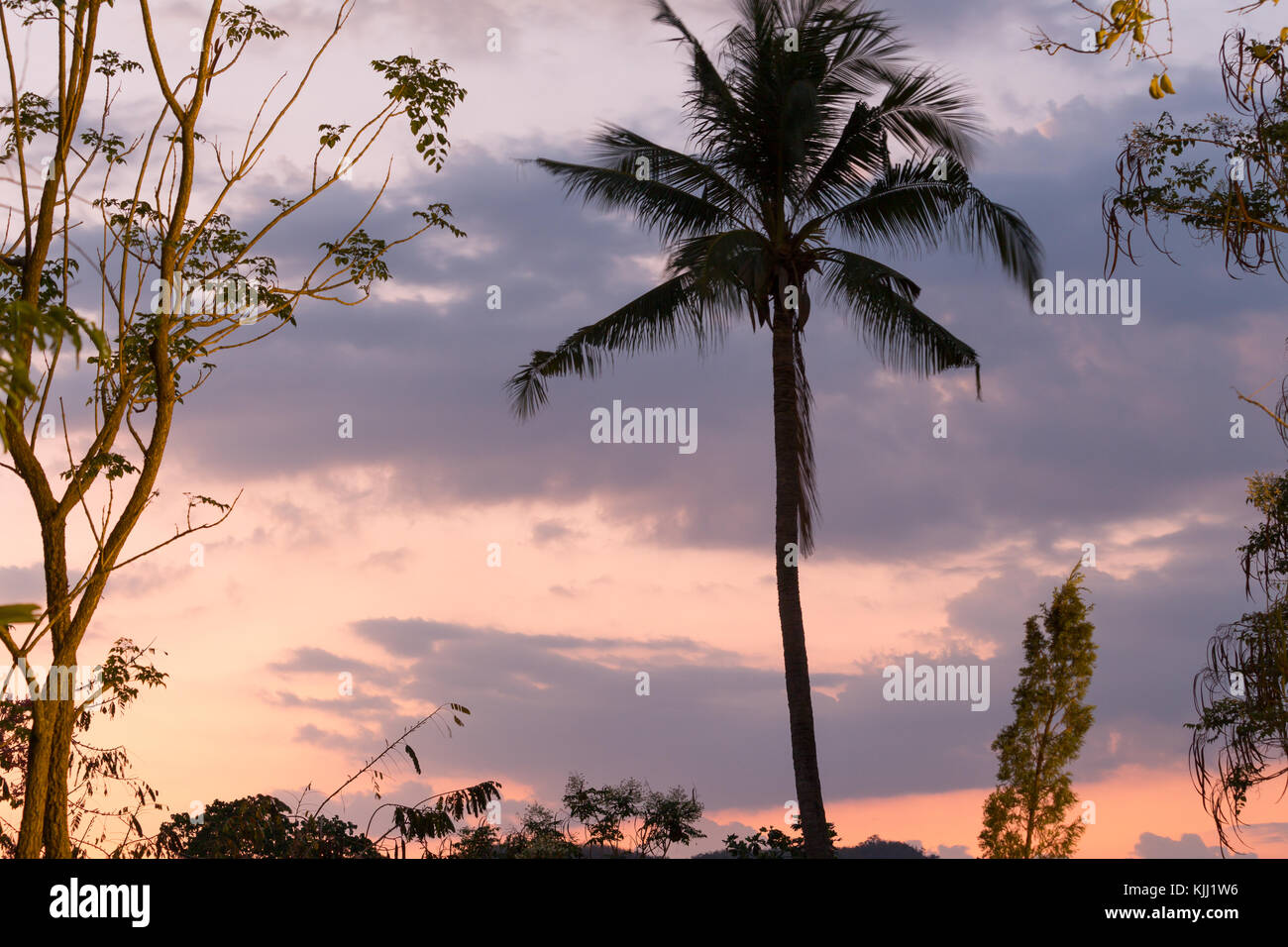 Beautiful sunset behind palm hi-res stock photography and images - Alamy