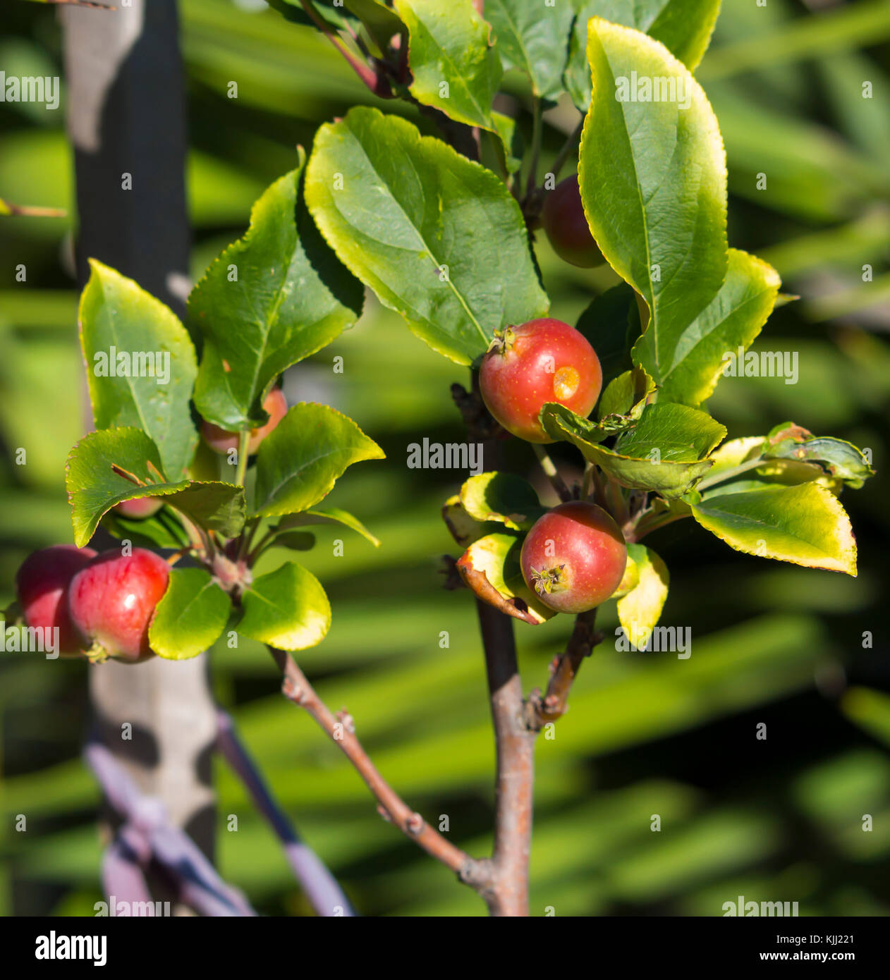 Malus a genus of 30 to 55 species of small deciduous apple trees or ...