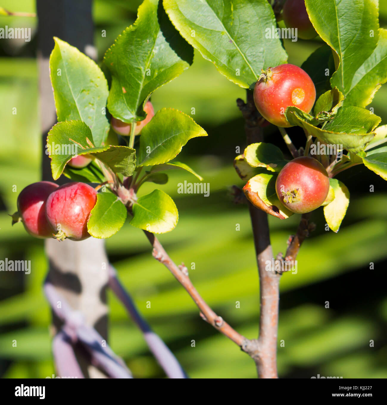 Malus a genus of 30 to 55 species of small deciduous apple trees or ...