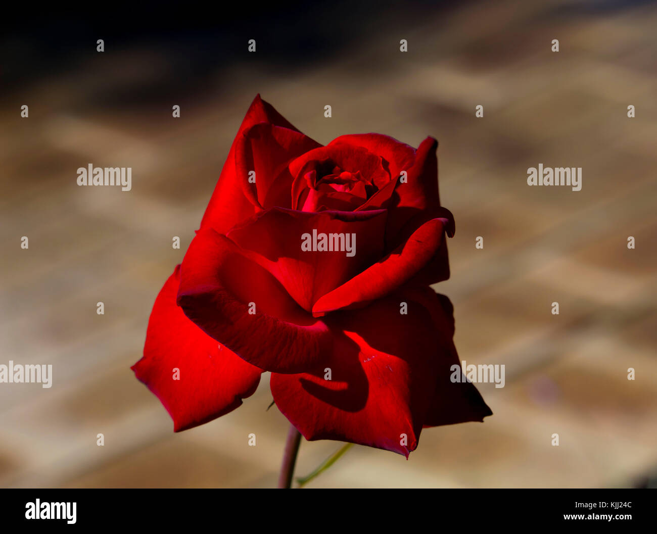 Stunning velvet red hybrid tea rose blooming in autumn adds fragrance ...