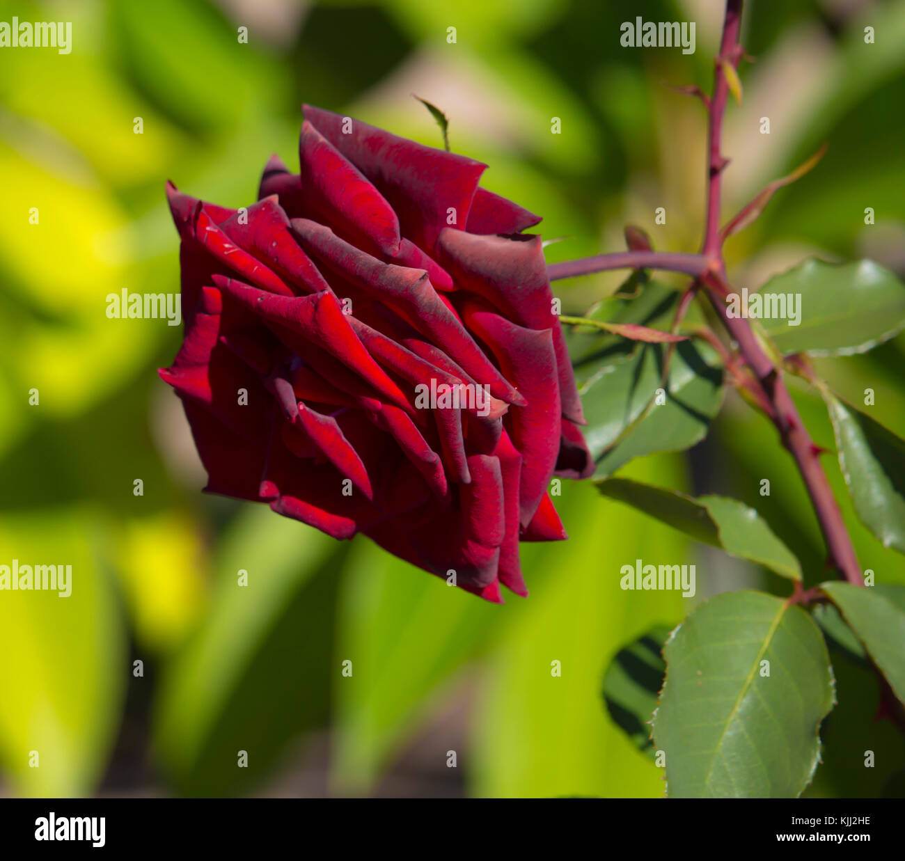 Fully blown velvet red hybrid tea rose blooming in autumn adds ...