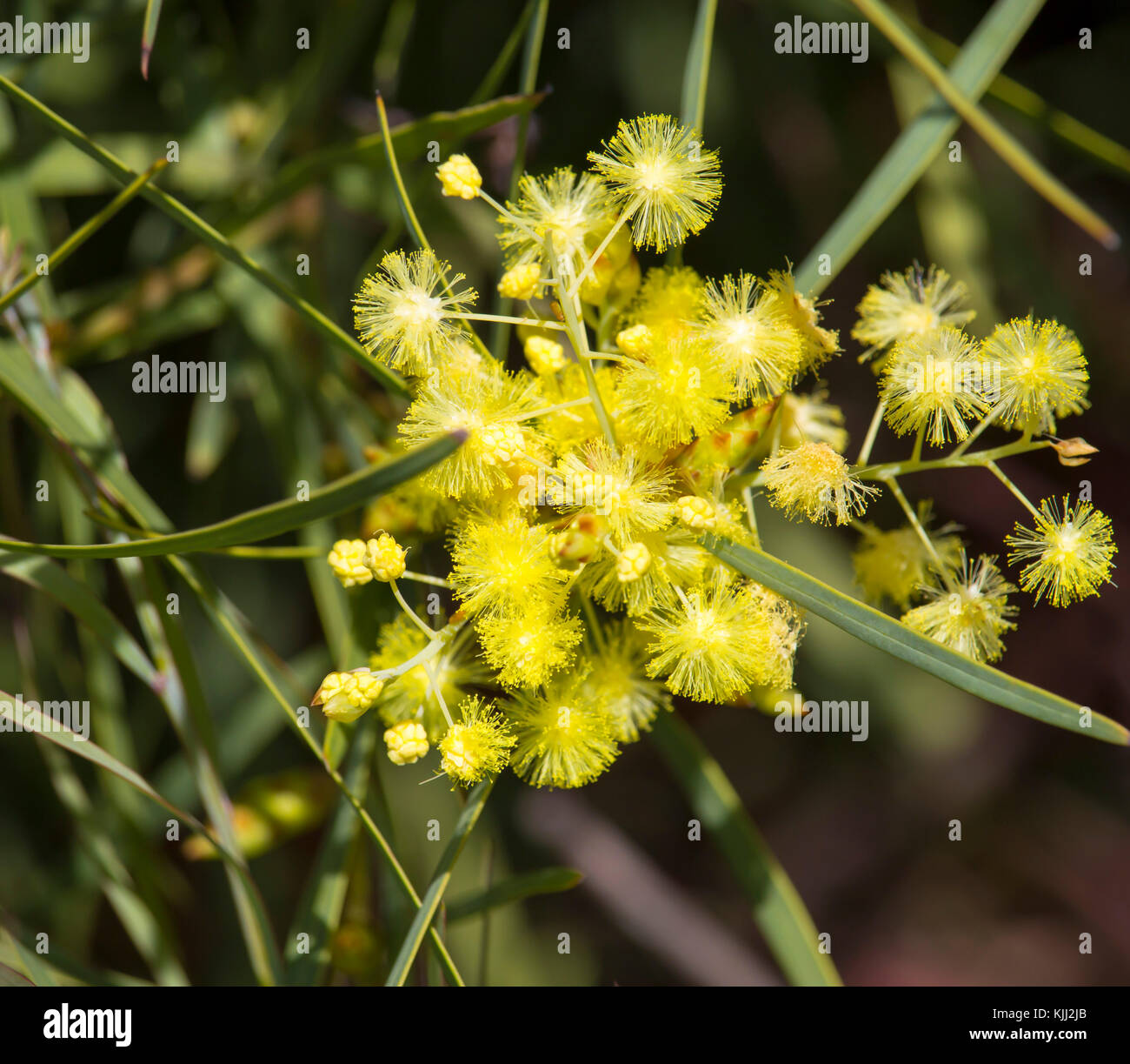 Fragrant yellow West Australian wattle acacia species blooming in ...
