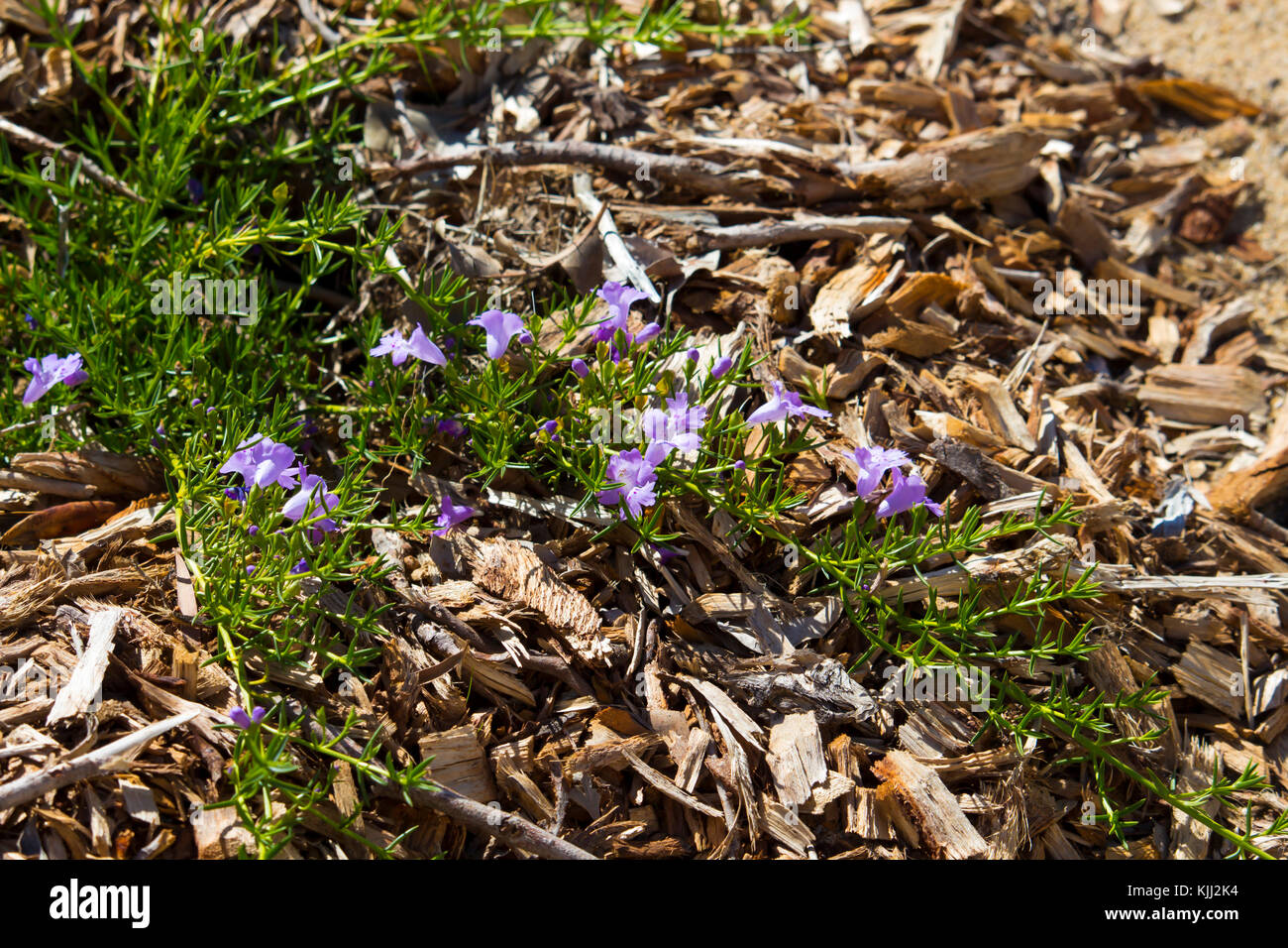 Hemiandra pungens or snakebush , a West Australian native wild flower ...