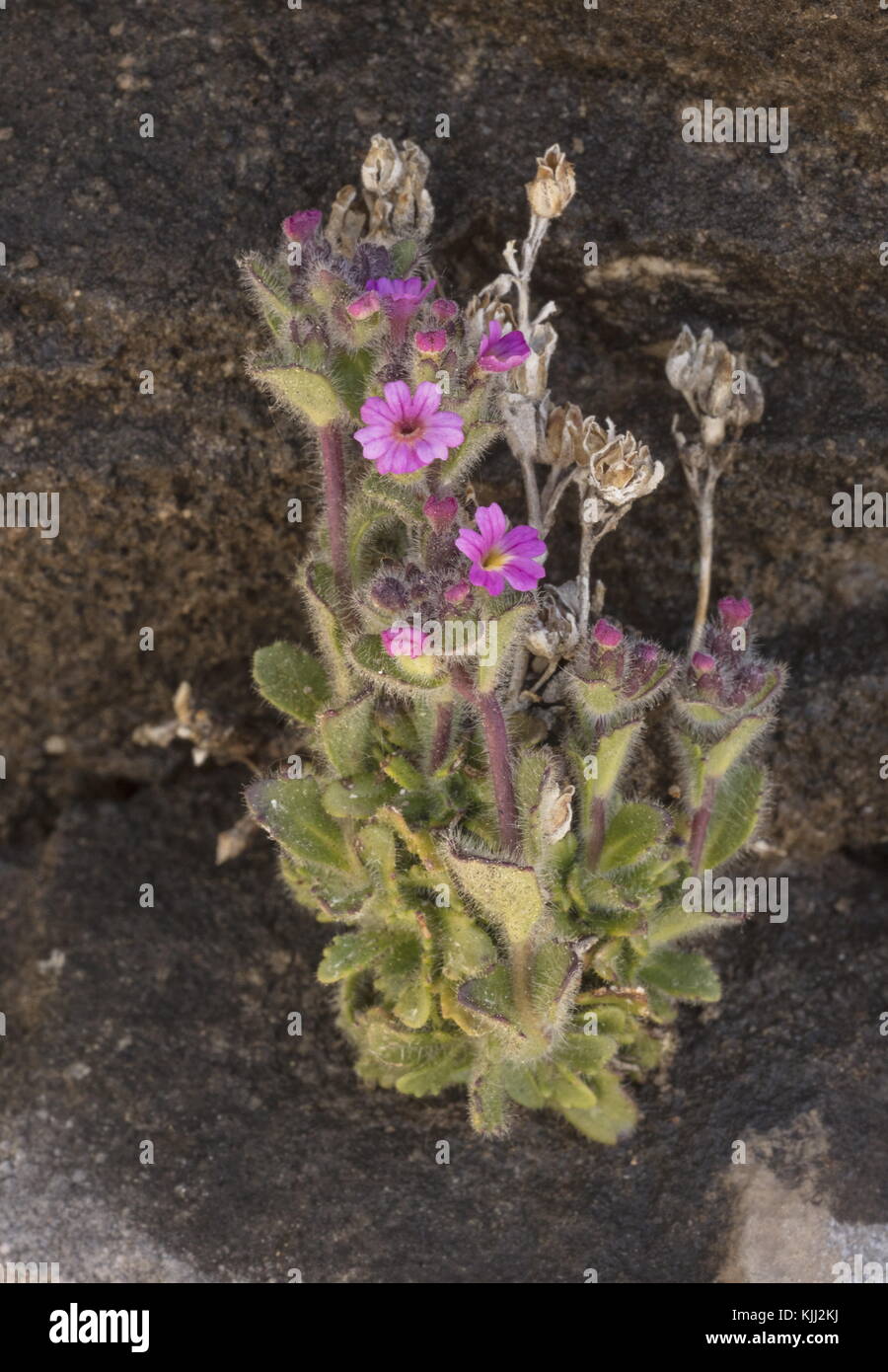 Fairy foxglove, Erinus alpinus, in flower on cliff, Maritime Alps ...