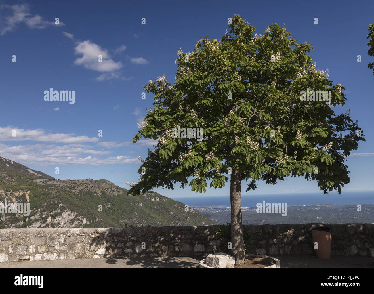 Horse Chestnut, Aesculus hippocastanum in flower at Gourdon, Cote d ...