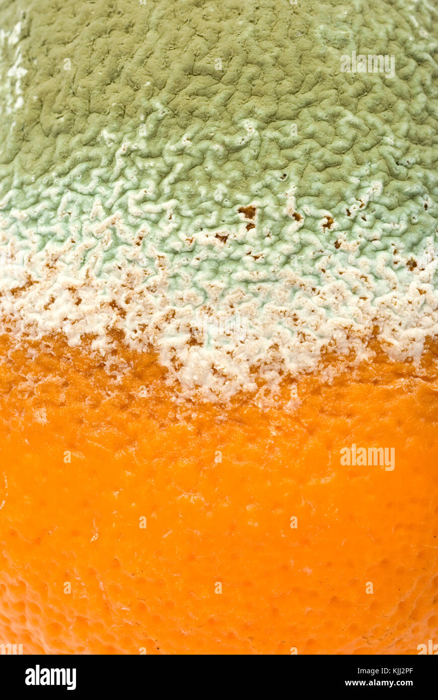 Moldy fruit hi-res stock photography and images - Alamy