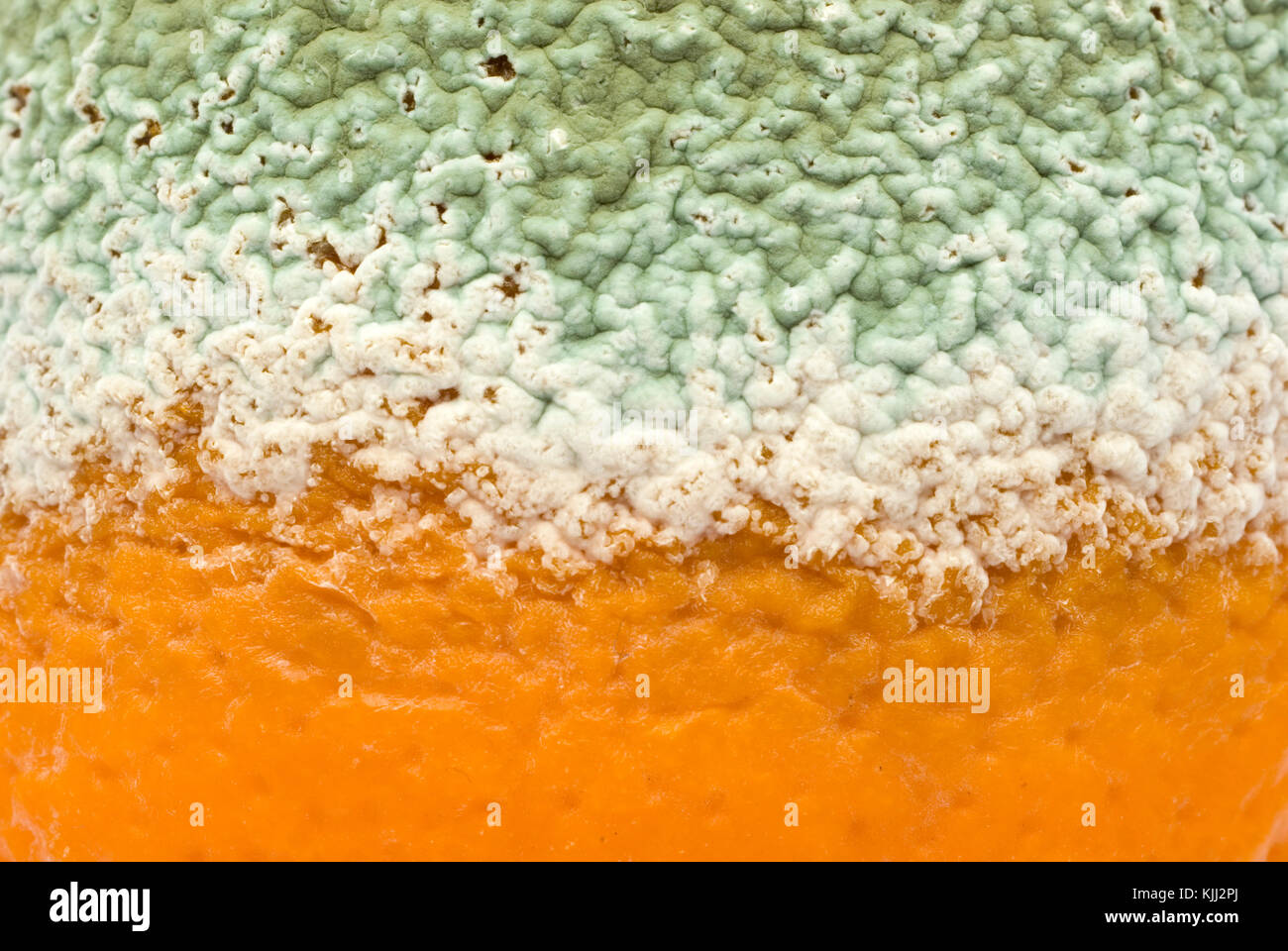 Moldy fruit hi-res stock photography and images - Alamy