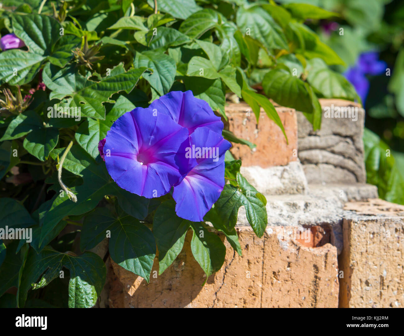 Ipomoea purpurea, the Purple, Tall, or Common Morning Glory, a species ...