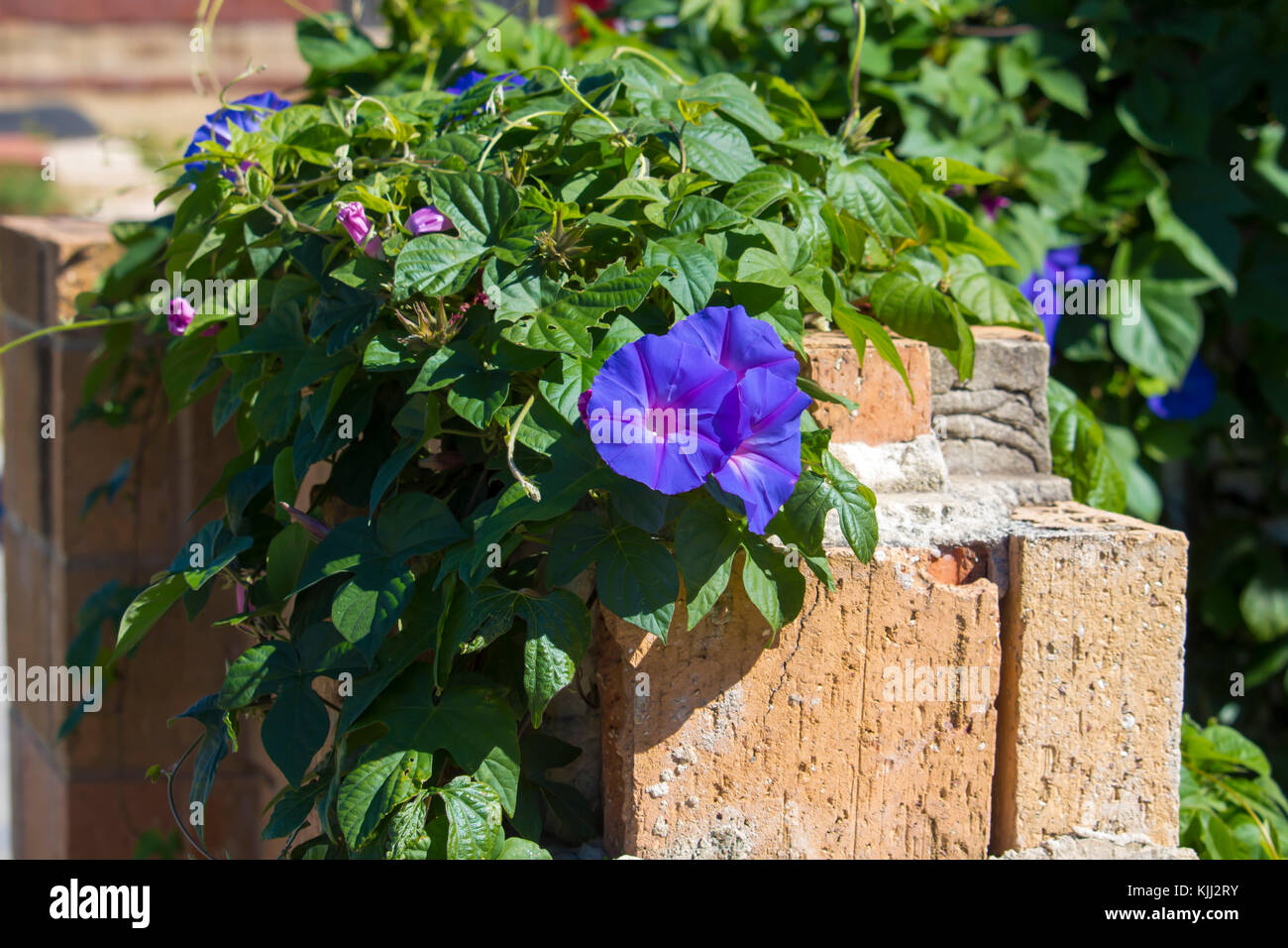Ipomoea purpurea, the Purple, Tall, or Common Morning Glory, a species ...