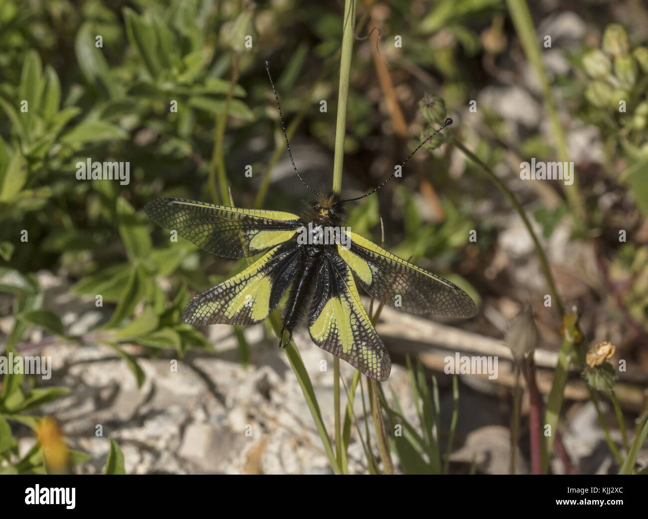An Owl-fly or Ascalaphid, Libelloides coccajus, settled in the sun ...