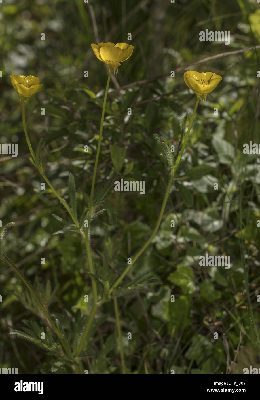 Ranunculus bulbosus sepals hi-res stock photography and images - Alamy