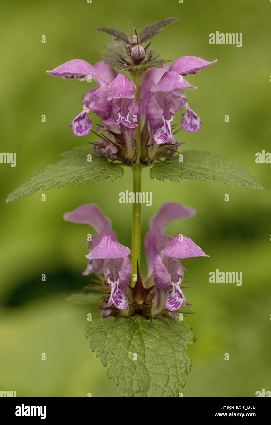 Spotted dead-nettle, Lamium maculatum, in flower in woodland, France ...