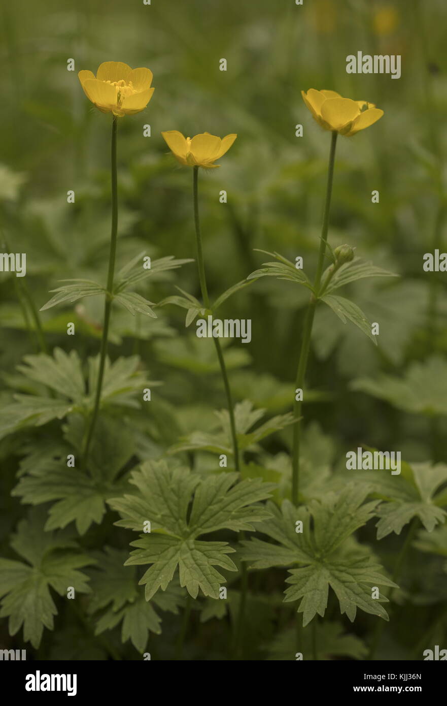 Mountain Buttercup, Ranunculus montanus in flower; Maritime Alps Stock ...