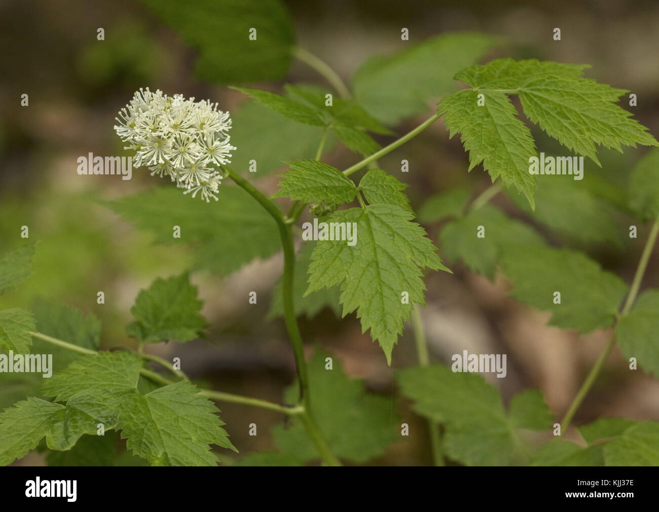 Baneberry, or Herb Christopher, Actaea spicata, in flower in woodland ...